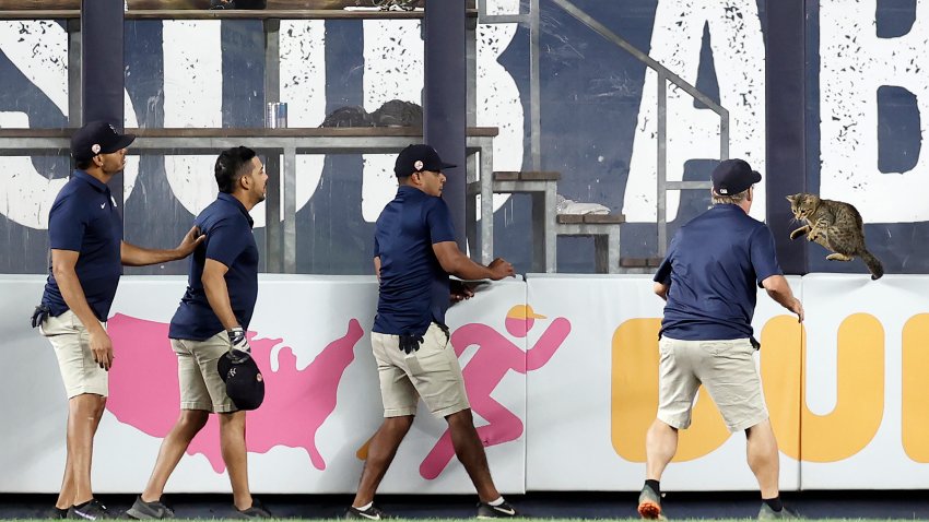 Cat Runs Onto Field At Yankee Stadium, Evades Crews and Gets ‘MVP ...