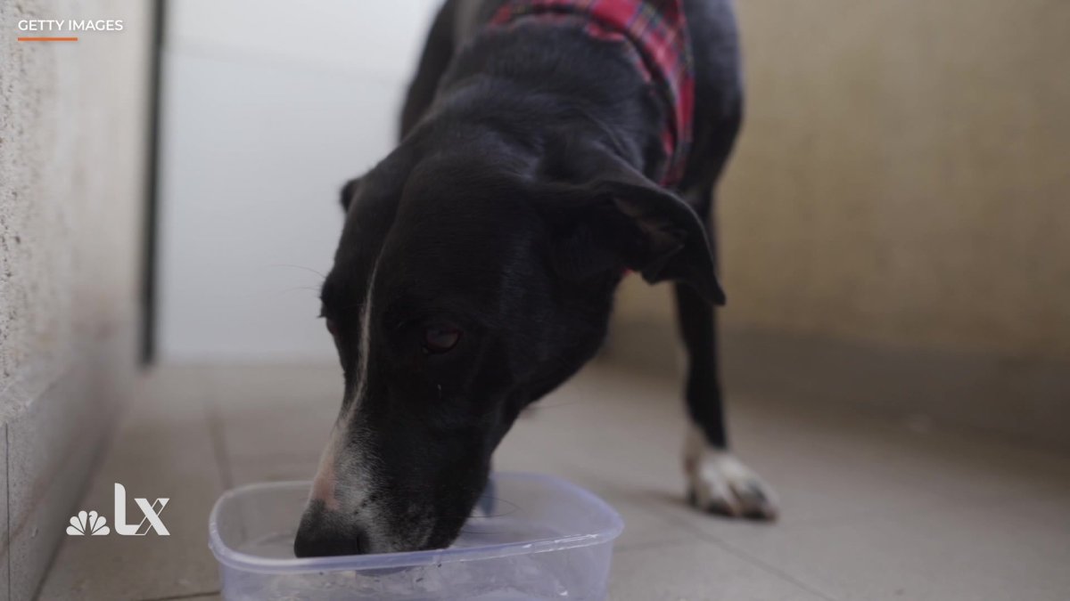 An ‘Animal Communicator’ Explains Why Your Dog Is Acting Out – NBC New York