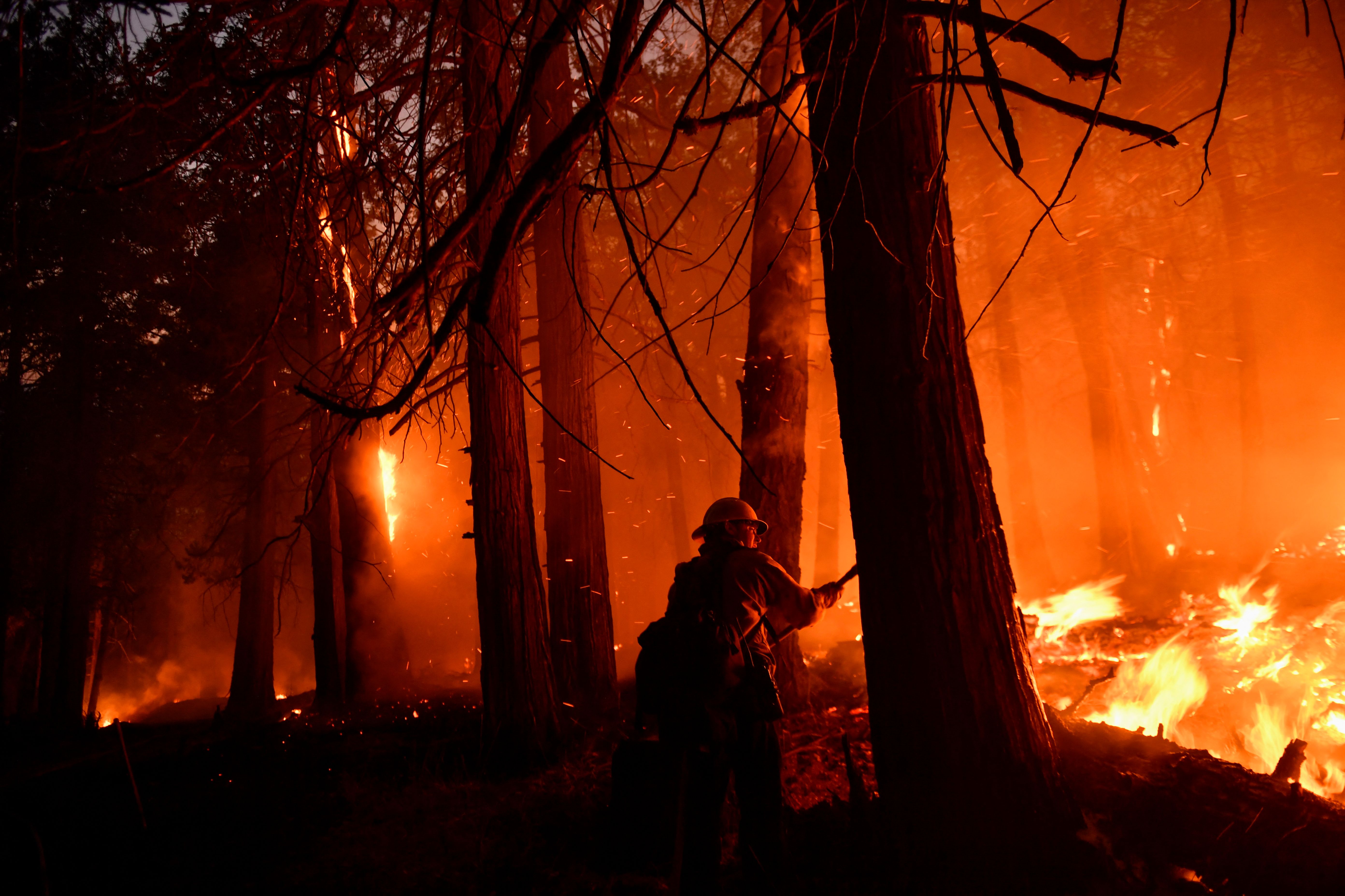 Fighting Fire With Fire: Efforts to Protect Ancient Sequoia Trees – NBC ...