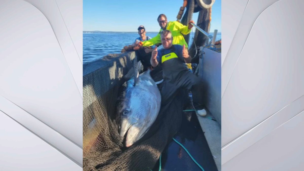 Massive Tuna Donated to Maine Soup Kitchen – NBC New York