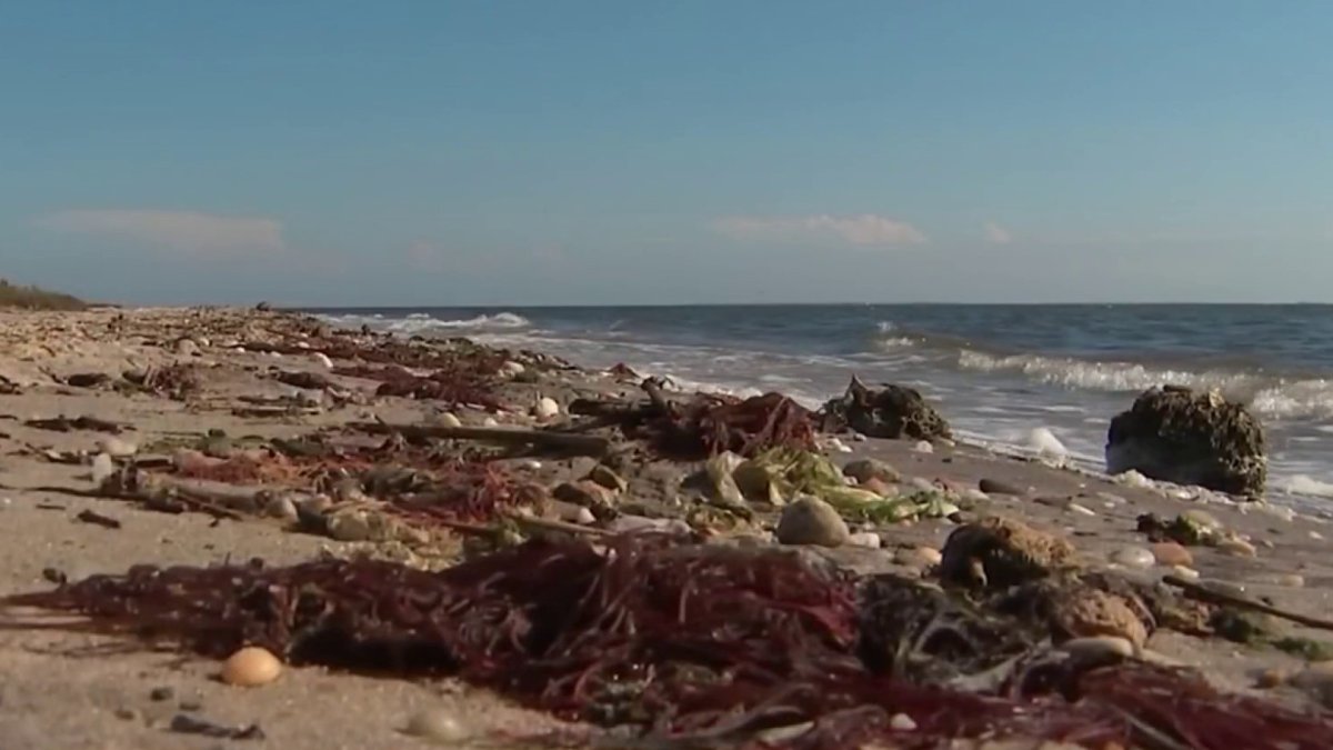 Long Island Beaches Stink — And the Rotten Egg Stench Is Coming from ...