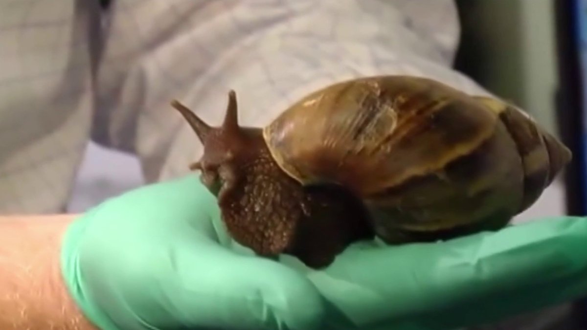 Giant African land snail in South Florida causes quarantine in Broward ...