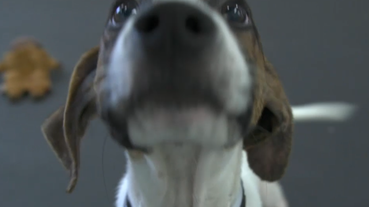 Pawsitively Good – NBC New York