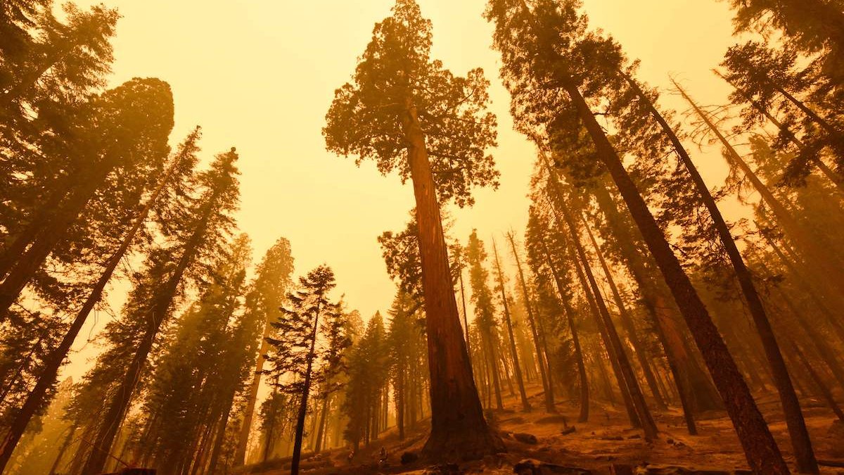 Giant Sequoia Seedlings Rise From California Wildfire Ashes – NBC New York