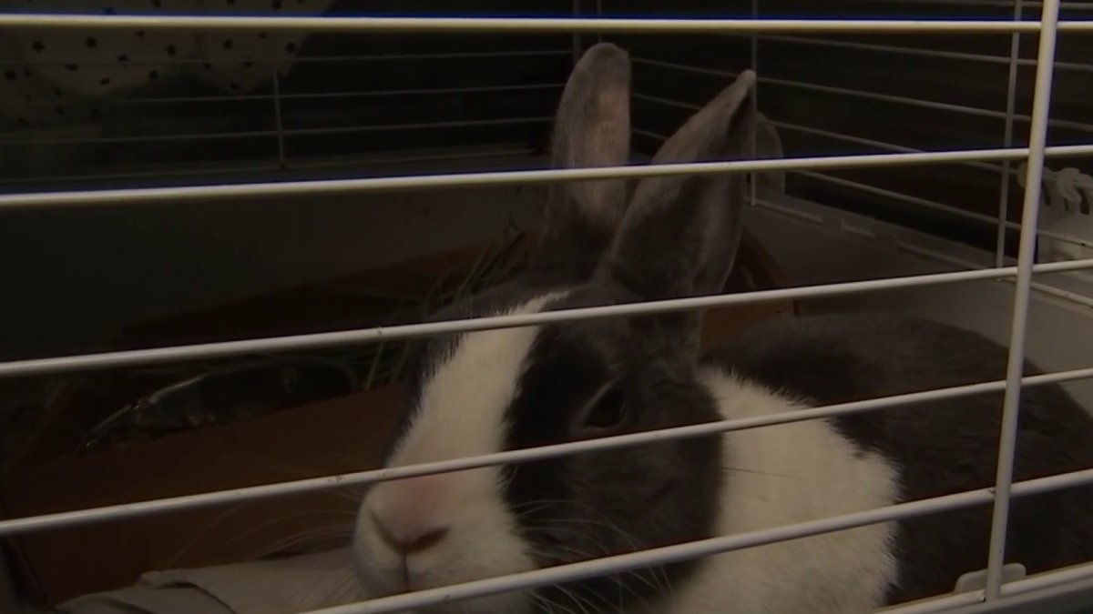 Animal Shelters Overrun With Pets In Need of Homes – NBC New York