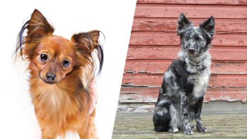 American Kennel Club Announces 2 New Dog Breeds Added to Recognition ...