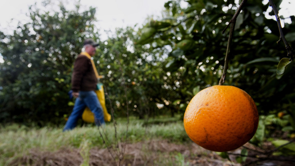 Florida on Pace for Smallest Orange Crop in Over 75 Years – NBC New York