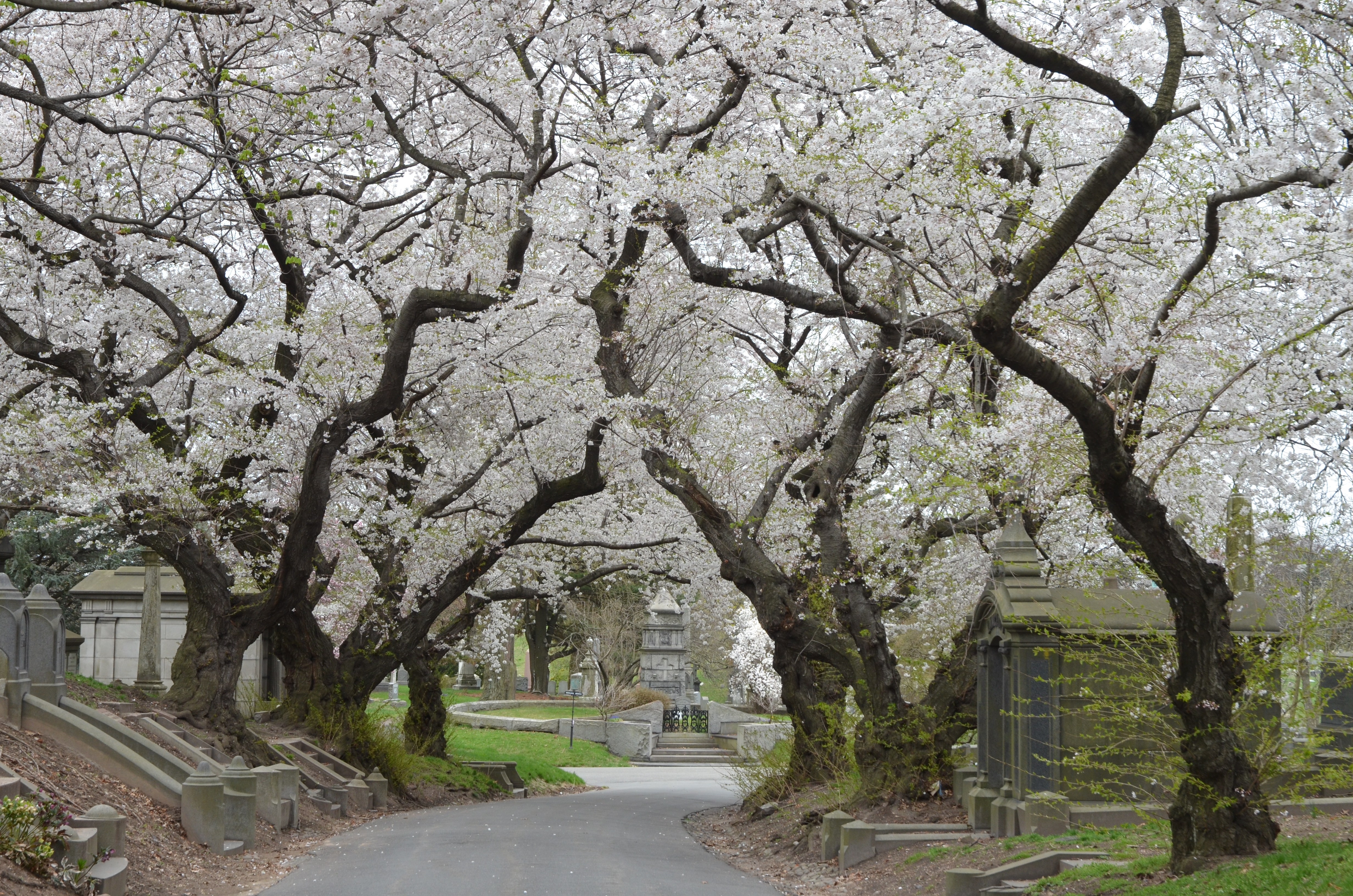 Cherry Blossom Watch NYC: The Green-Wood Cemetery in Brooklyn Has ...
