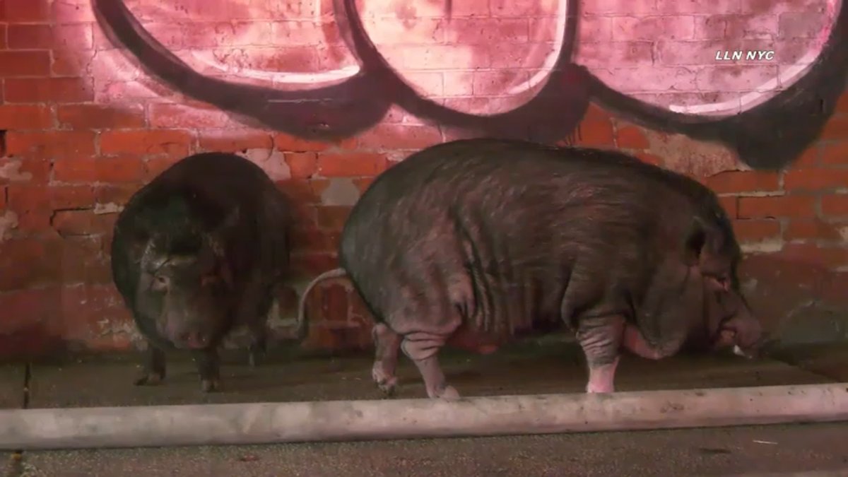 Video Shows Two Pigs Escape Fire at Brooklyn Warehouse – NBC New York