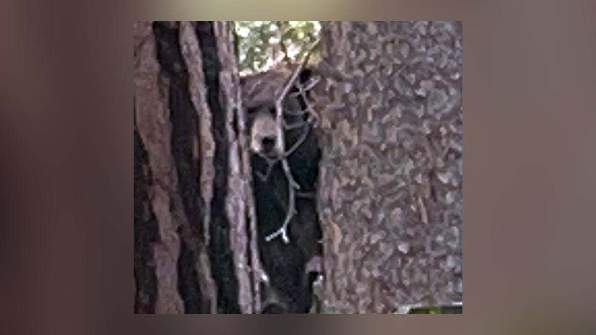 Strange Rumbling Noises in California House Turn Out to Be 5 Bears ...