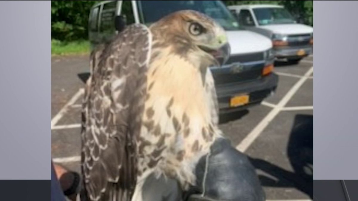Dangerous Hawk on the Loose on Long Island – NBC New York