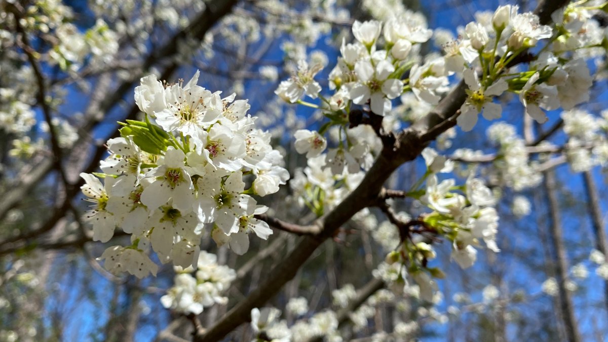 Why the Invasive Callery Pear Is a Problem and How to Remove It – NBC ...