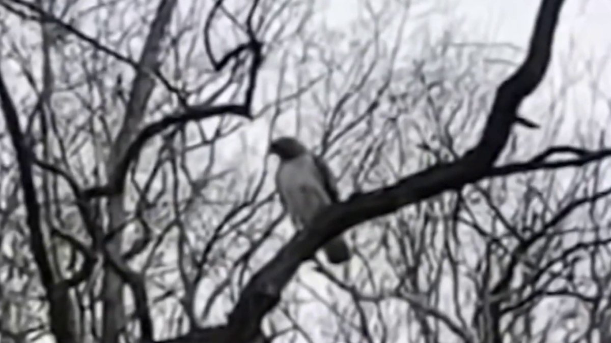 Hawk Attack Northport: Red-Tailed Bird on Prowl – NBC New York