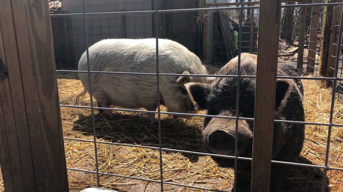 Bear Returns to CT Home’s Pig Pen – NBC New York