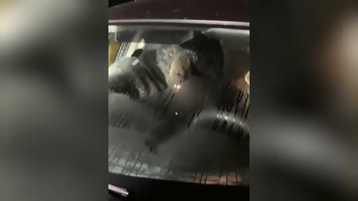 Bear Gets Into Conn. Man’s Car, Causes Extensive Damage – NBC New York