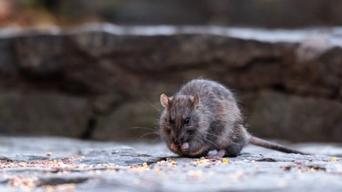 How to Solve NYC’s Rat Problem, According to Sanitation Department ...