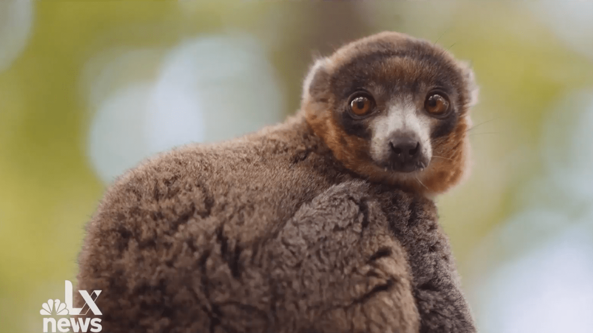 The Duke Lemur Center Is Fighting to Save These Incredible Primates ...