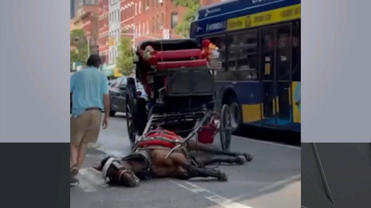 Manhattan Carriage Horse Collapse Caught On Video NBC New York manhattan-carriage-horse-collapse-caught-on-video-nbc-new-york