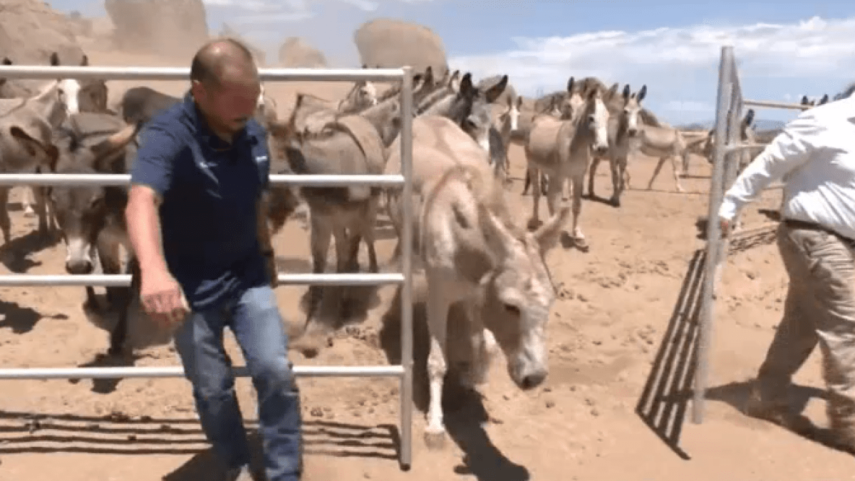 TV Legend Bob Barker Helps Open New Donkey Sanctuary – NBC New York