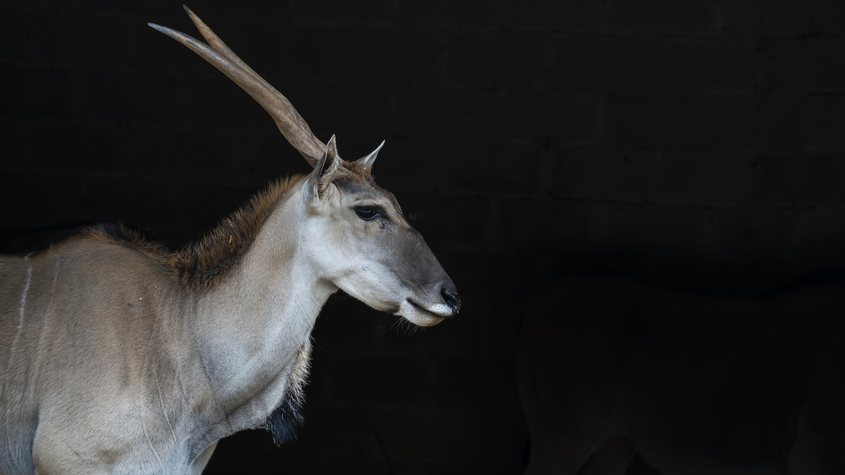 Worker Gored to Death by Antelope in Swedish Animal Park – NBC New York