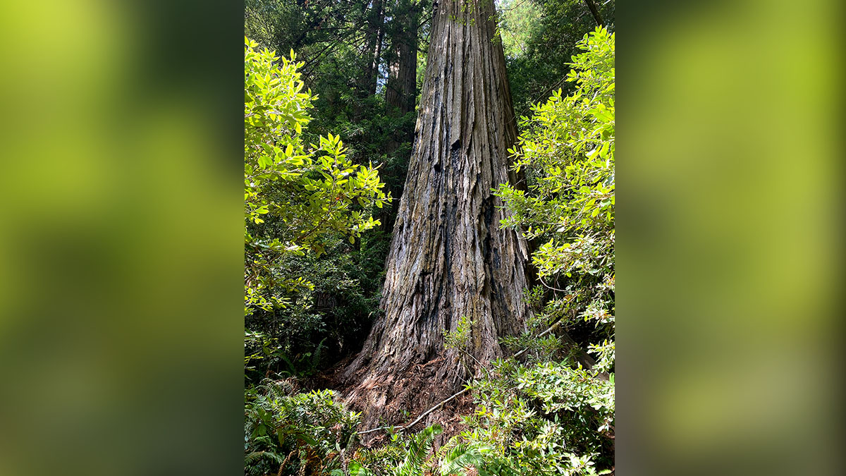 US Plans New Forest Protections, Issues Old-Growth Inventory – NBC New York