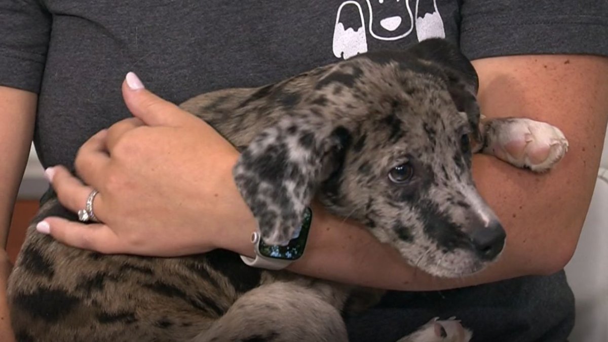 Clear The Shelters: Muddy Paws Rescue – NBC New York