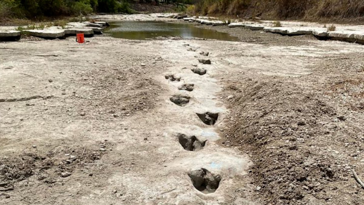 113 Million-Year-Old Dinosaur Tracks Found in North Texas Riverbank ...