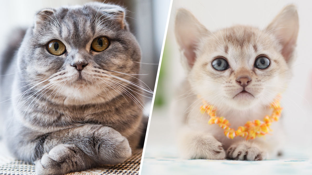 Kitten Born With Two Heads in Arkansas Named After Two-faced ‘Batman ...