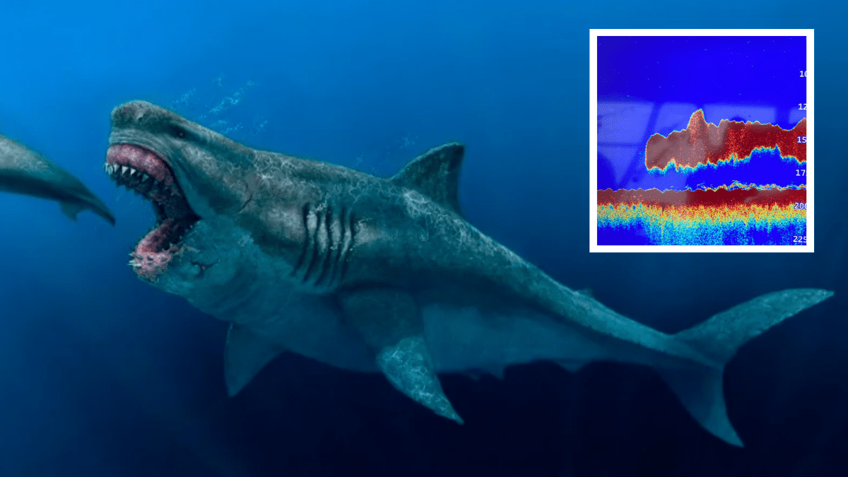 ‘Megalodon’ Figure Shocks Shark Researchers Off New England Coast – NBC ...