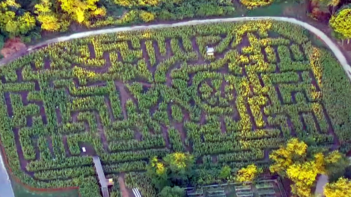 NYC Things to Do This Weekend: Try This Corn Maze in Queens – NBC New York