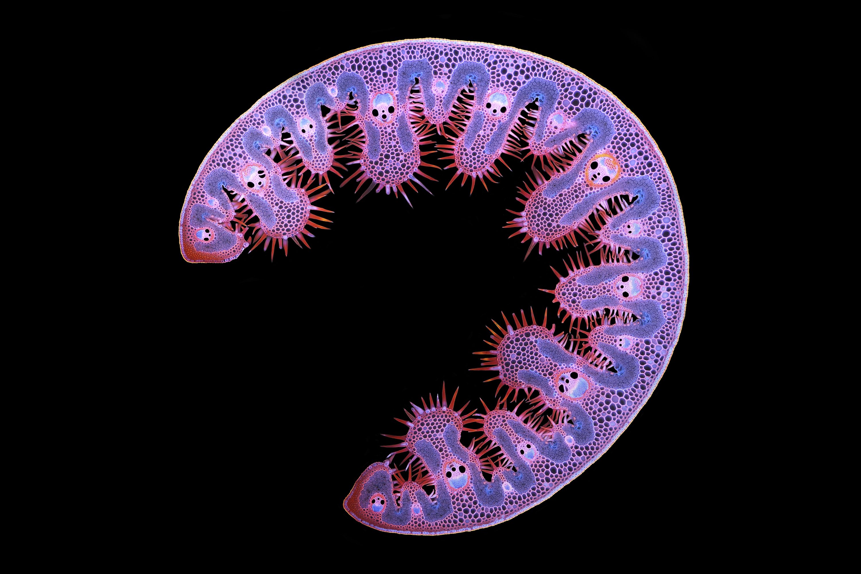 Photos Capture World of Microscopic Wonders – NBC New York