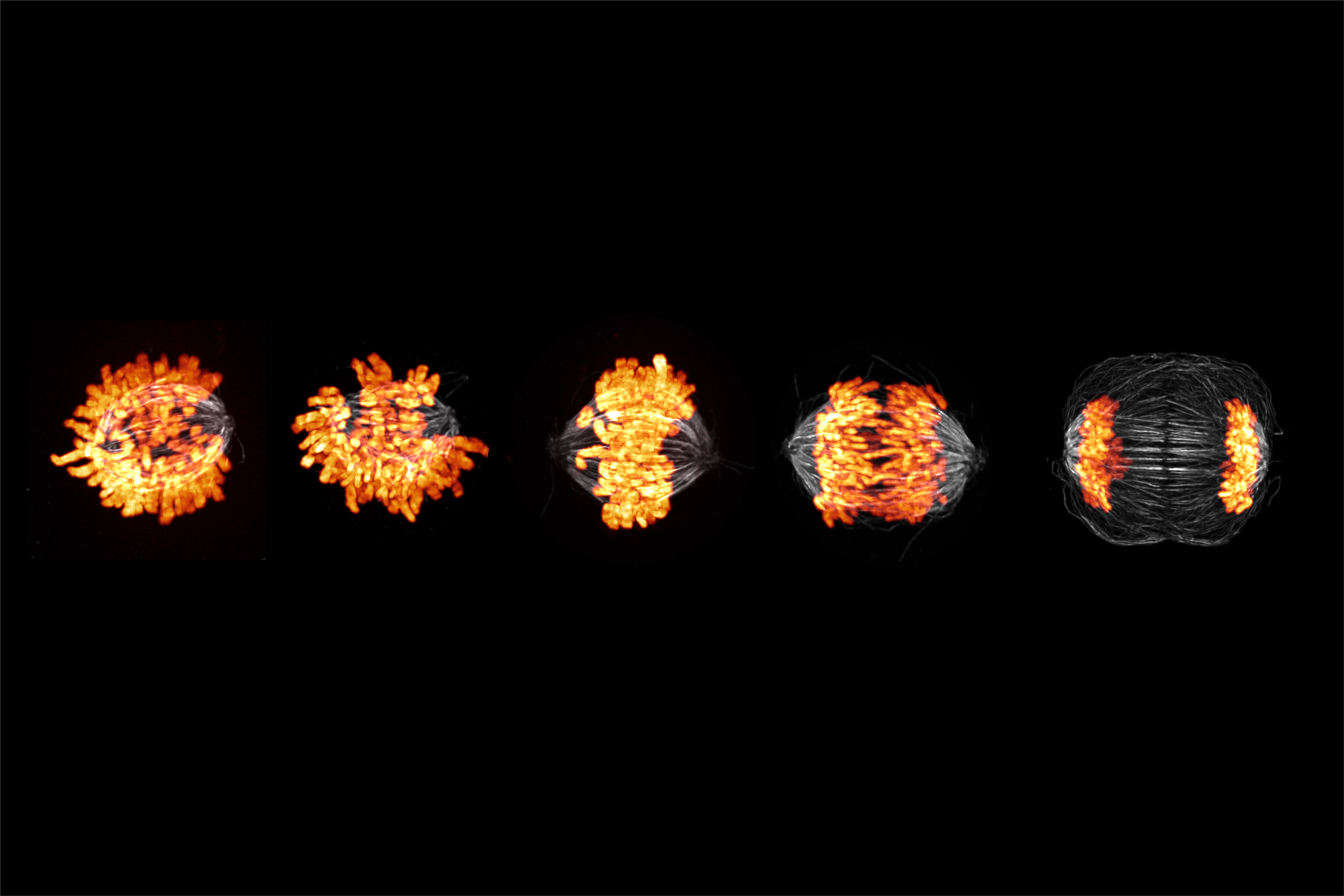 Photos Capture World of Microscopic Wonders – NBC New York