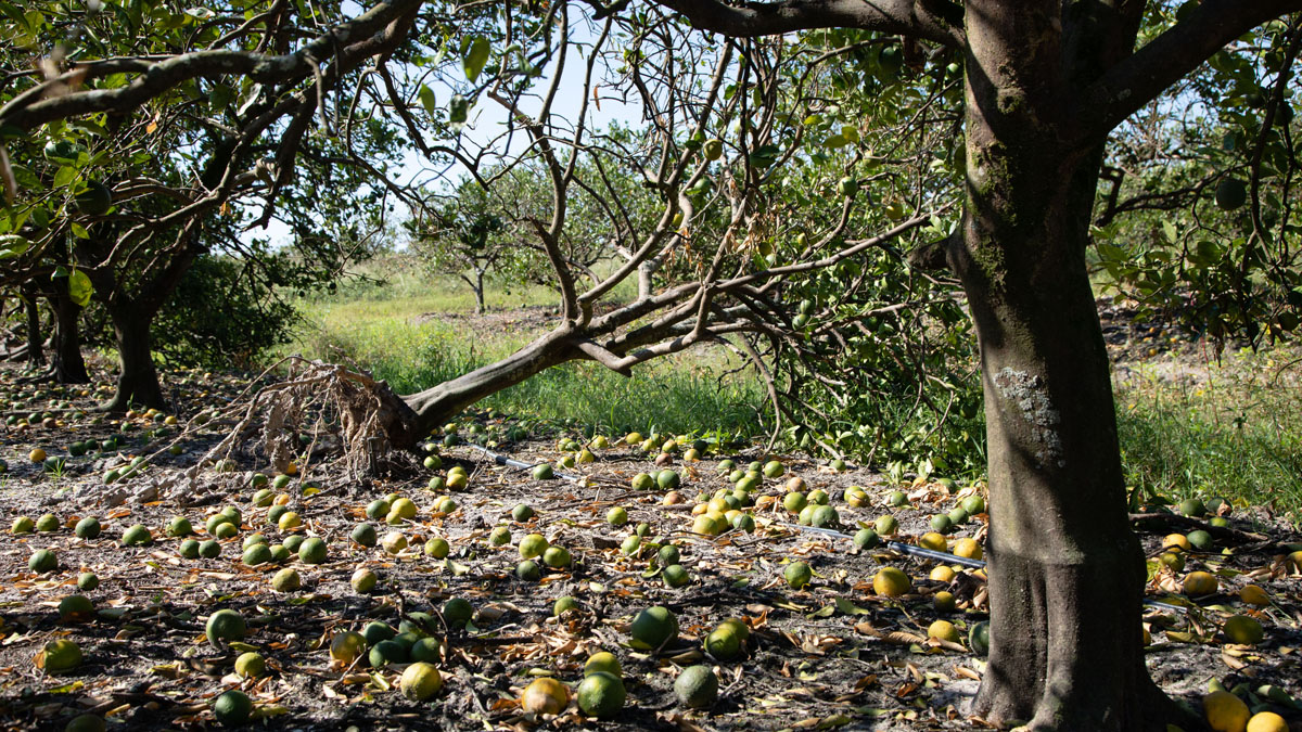 Climate change is hitting menus, from disappearing salmon to dying ...