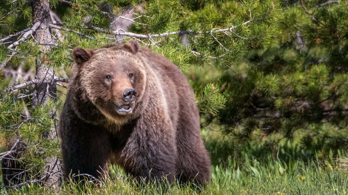 Connecticut Warns of Foraging Bears Amid Acorn Crop Failure – NBC New York