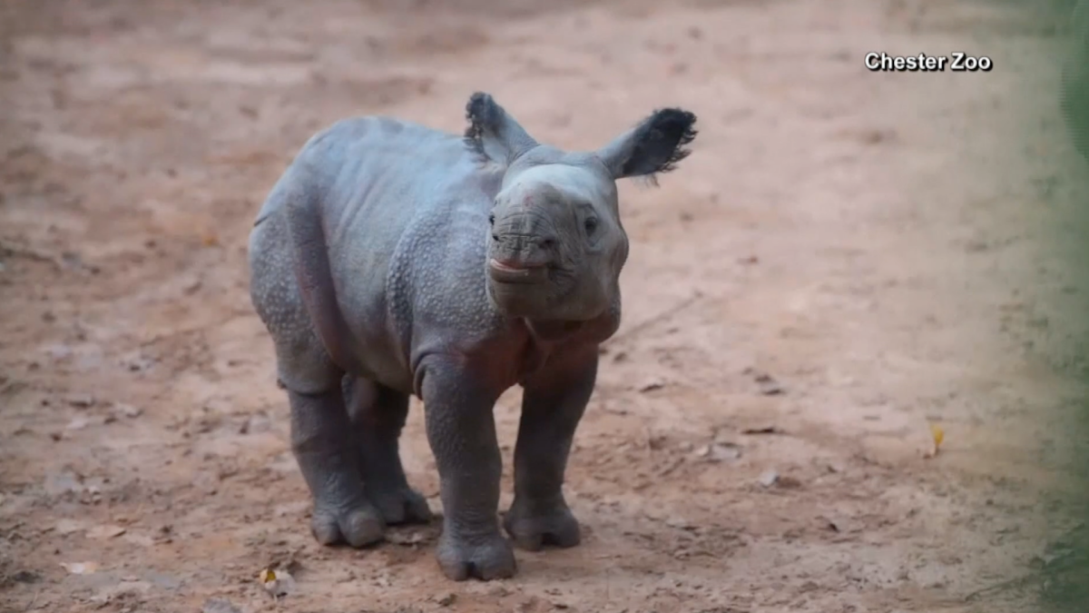 WATCH: Birth of Rare One-Horned Rhino Caught on Camera – NBC New York