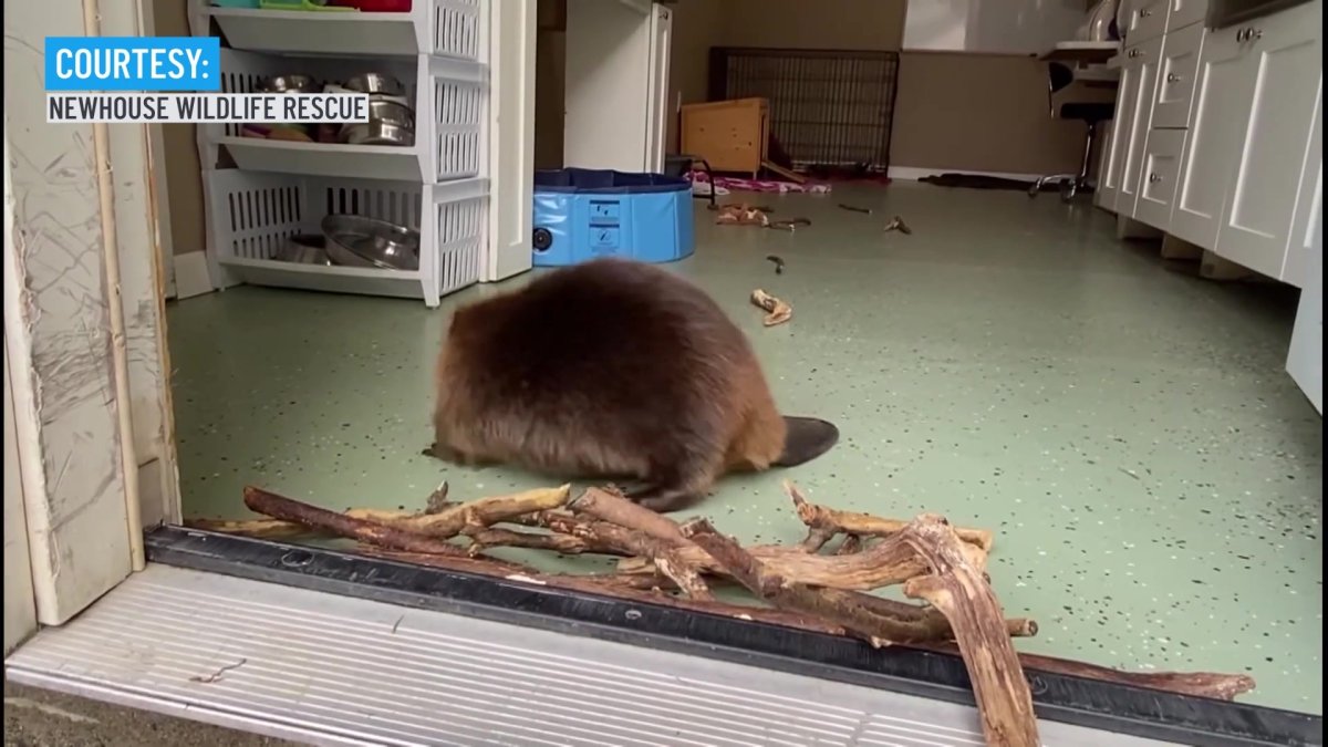 WATCH: Beaver Jumps for Joy as She Builds Dam at Wildlife Rescue – NBC ...