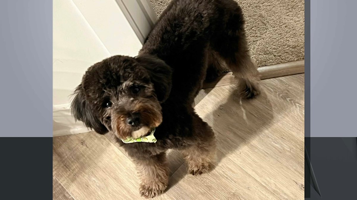 Dog Missing After Car Briefly Stolen During Woman’s Trip to Bronx for ...