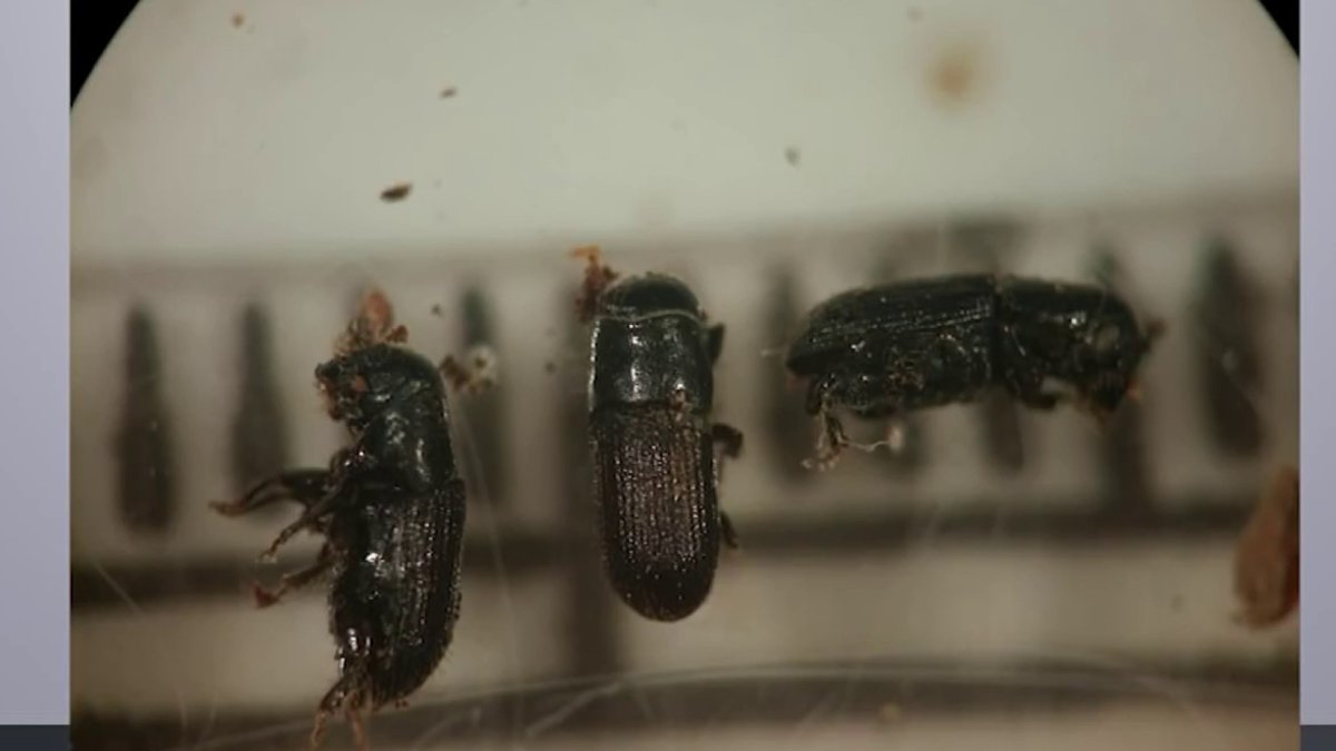 Battle to Save Long Island Trees From Invasive Beetles – NBC New York