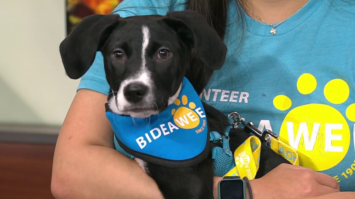 Check Out This Adoptable Bunch From Bideawee – NBC New York