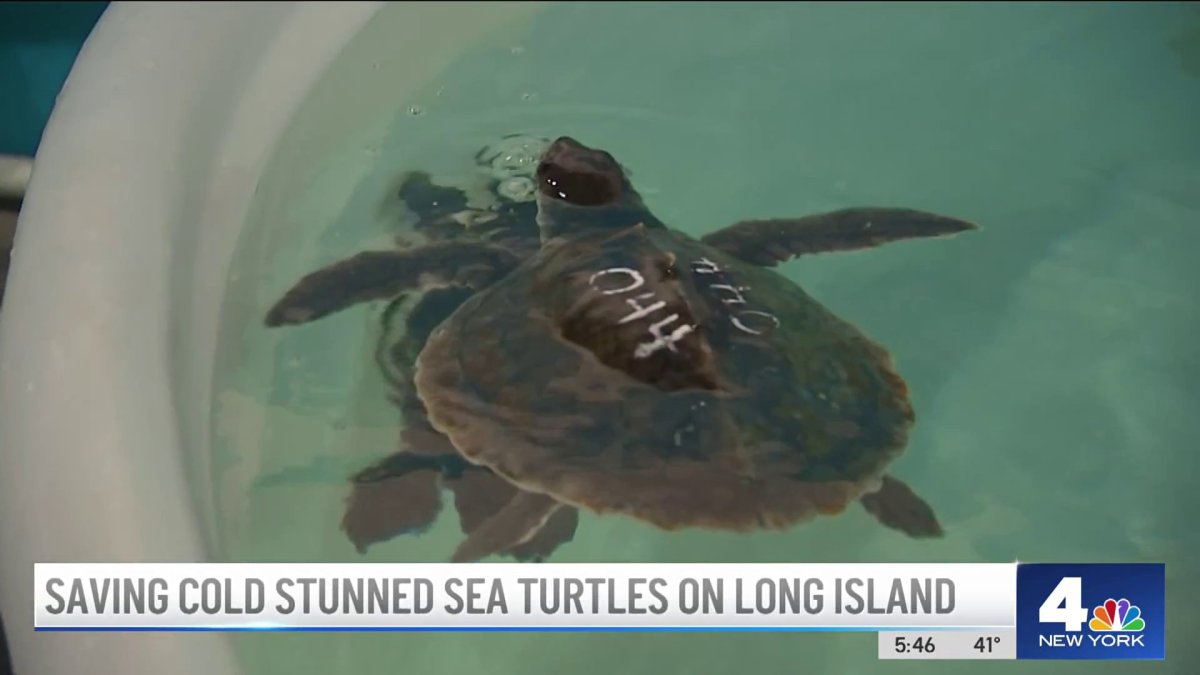 Saving Cold Stunned Sea Turtles on Long Island – NBC New York