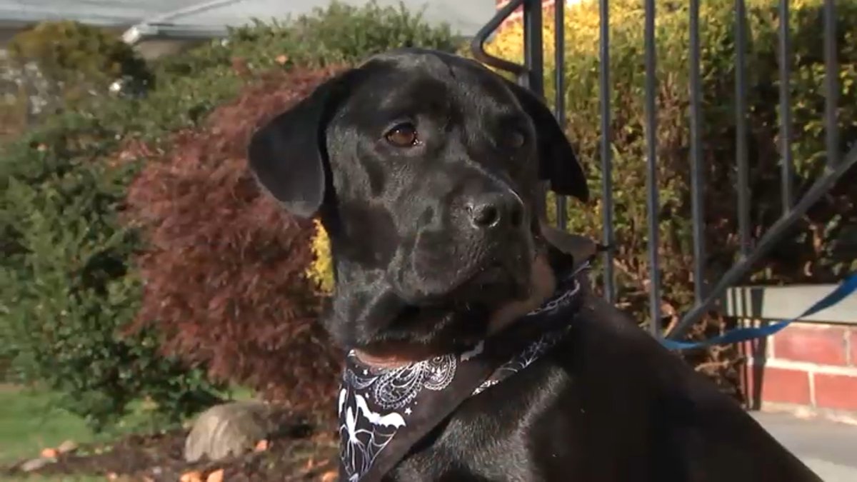 Long Island News: Dog Rescued After Falling Into Cesspool in Melville ...