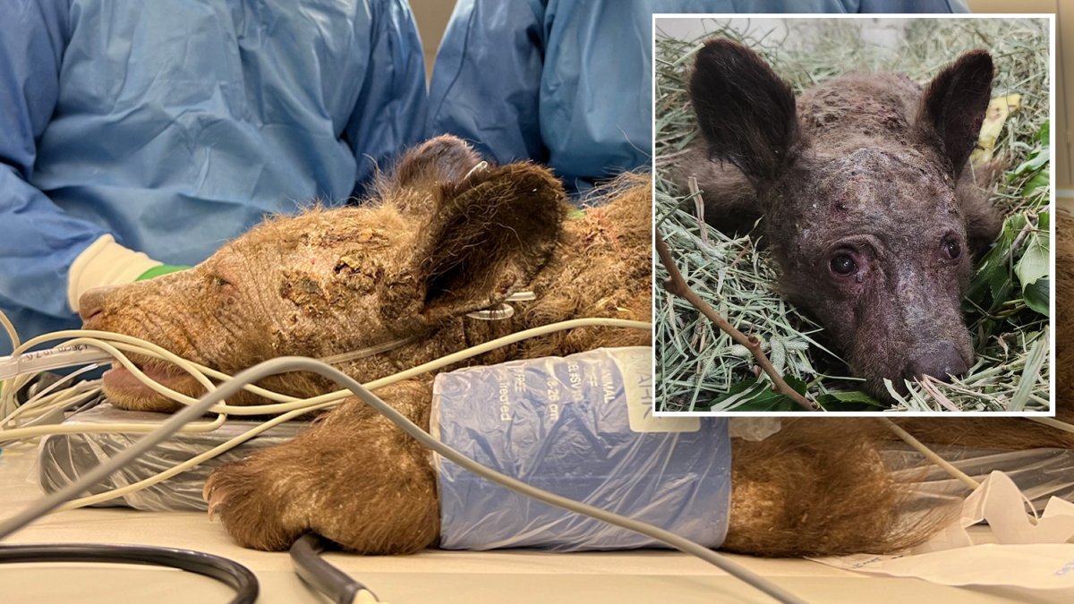 Sick Bear Cub Found in Tahoe Being Treated at Oakland Zoo – NBC New York