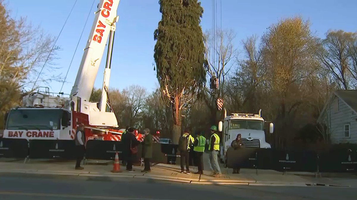 Rockefeller Christmas Tree Cut Down Today: Get Tree Lighting 2022 Info ...