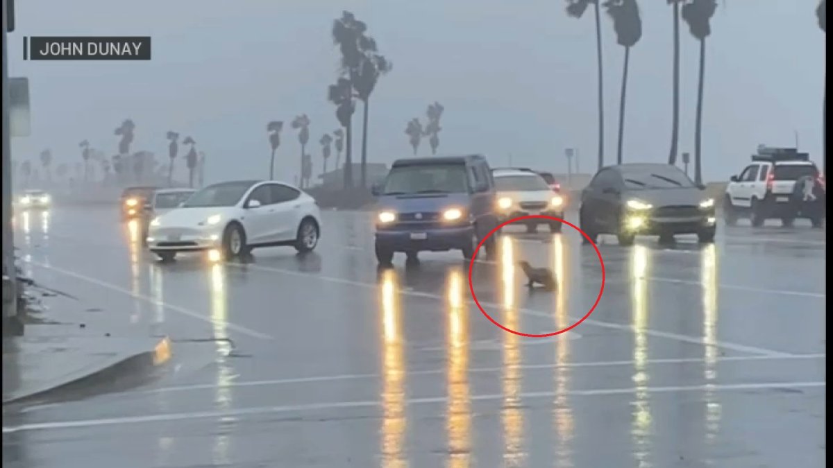 Baby Sea Lion Spotted on Video Crossing PCH in Huntington Beach – NBC ...