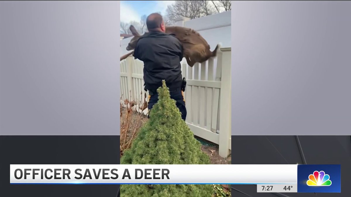 NJ Police Officer Comes to the Rescue for Deer Stuck in Fence – NBC New ...
