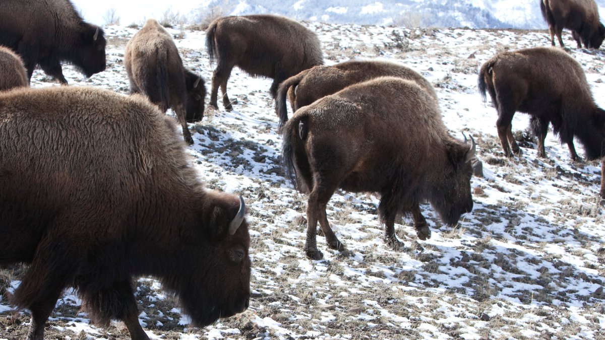 13 Bison Die After Being Struck by Truck Near Yellowstone National Park ...