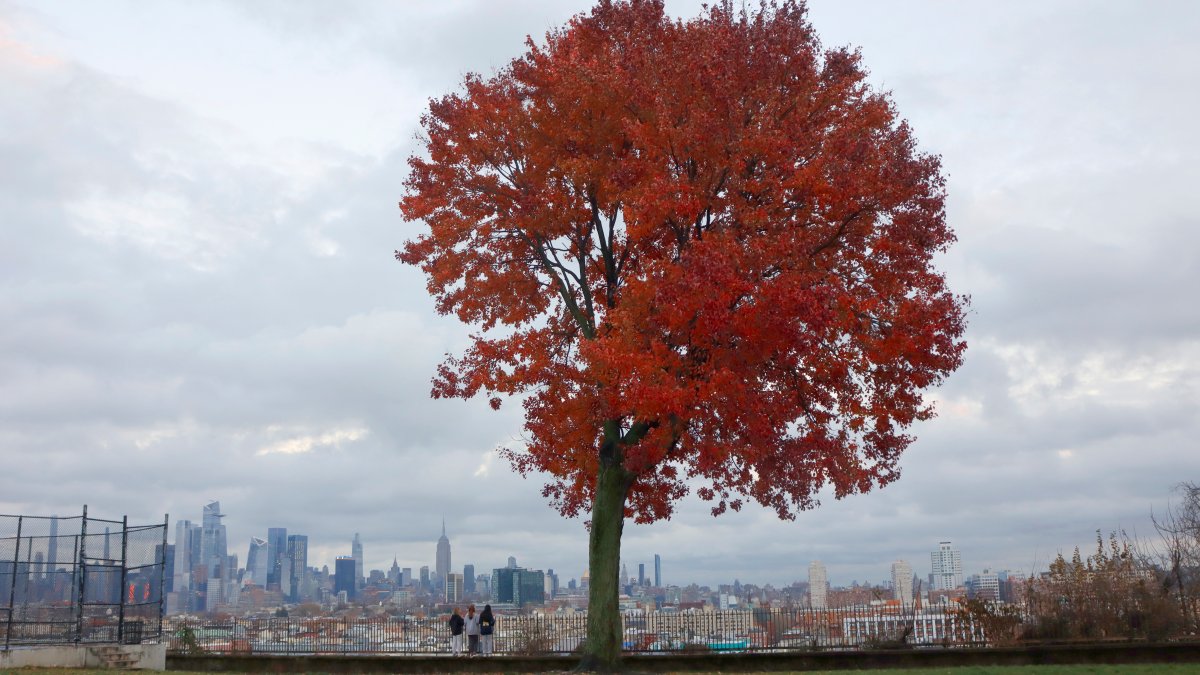 New NYC Map Has Data on Nearly 1 Million Trees – NBC New York New NYC Map Has Data on Nearly 1 Million Trees – NBC New York