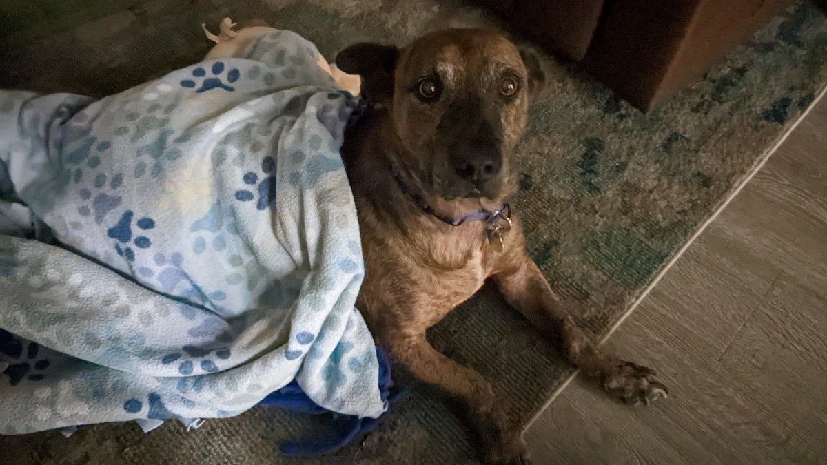 Senior Dog Elf Finds Forever Home for the Holidays – NBC New York