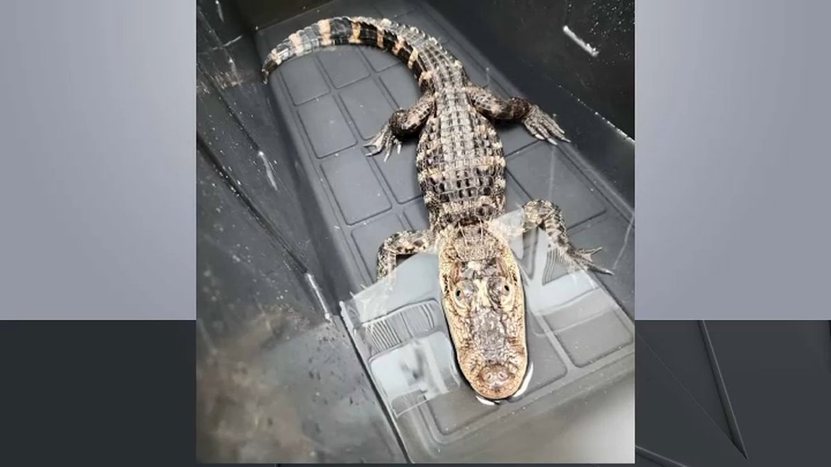 SPCA Says People Who Claimed to Find Alligator Now Face Charges – NBC ...