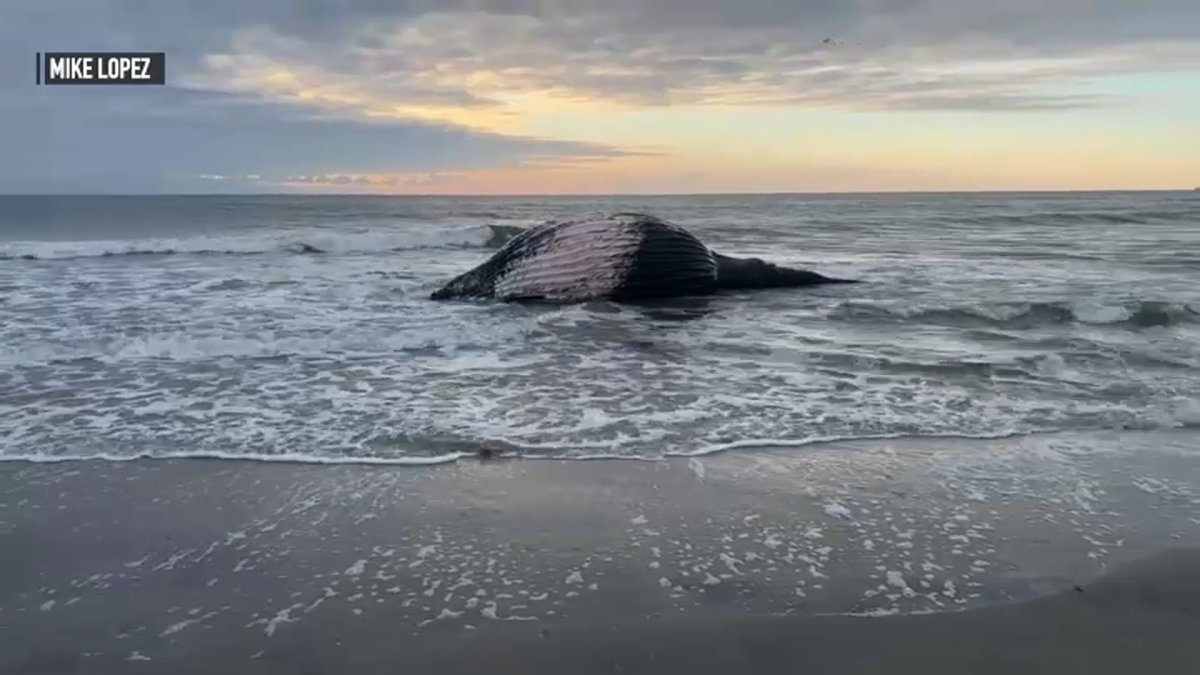 ‘No Evidence’ Dead Whales in NJ, NY Connected to Offshore Wind Farm ...